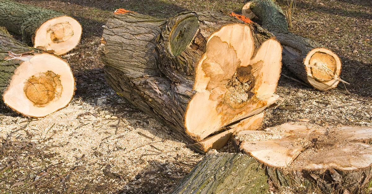Houston Tree Services, Tree Removal, & Demolition | JRP Services